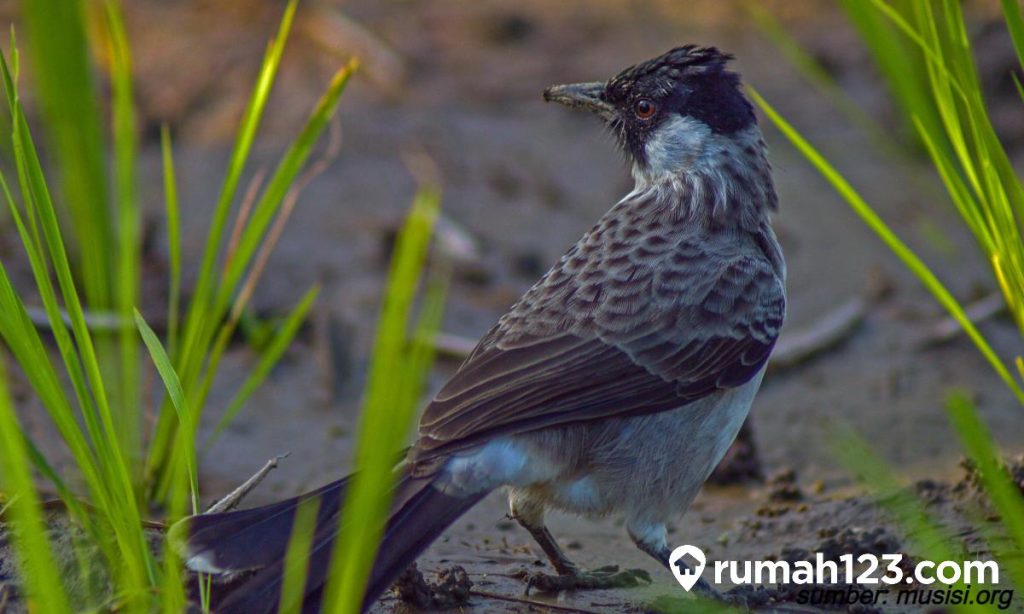 8 Jenis Burung Kutilang Populer dan Bisa Dipelihara. Punya Suara Merdu!