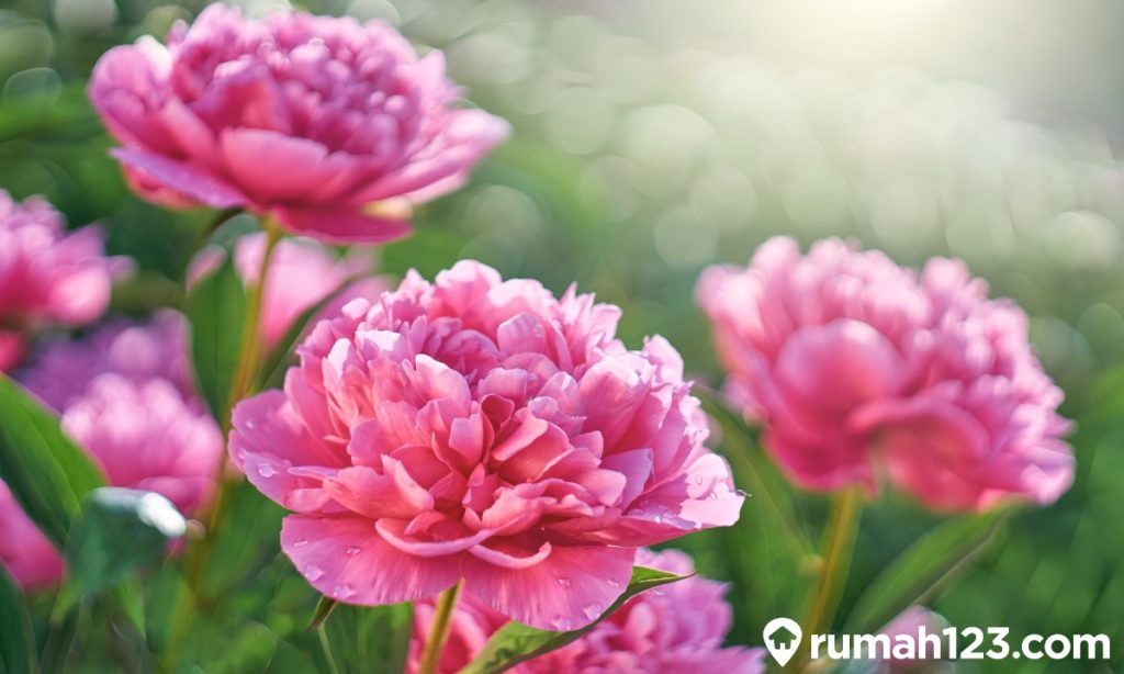 10 Bunga yang Mirip Bunga Mawar dengan Tampilan Cantik