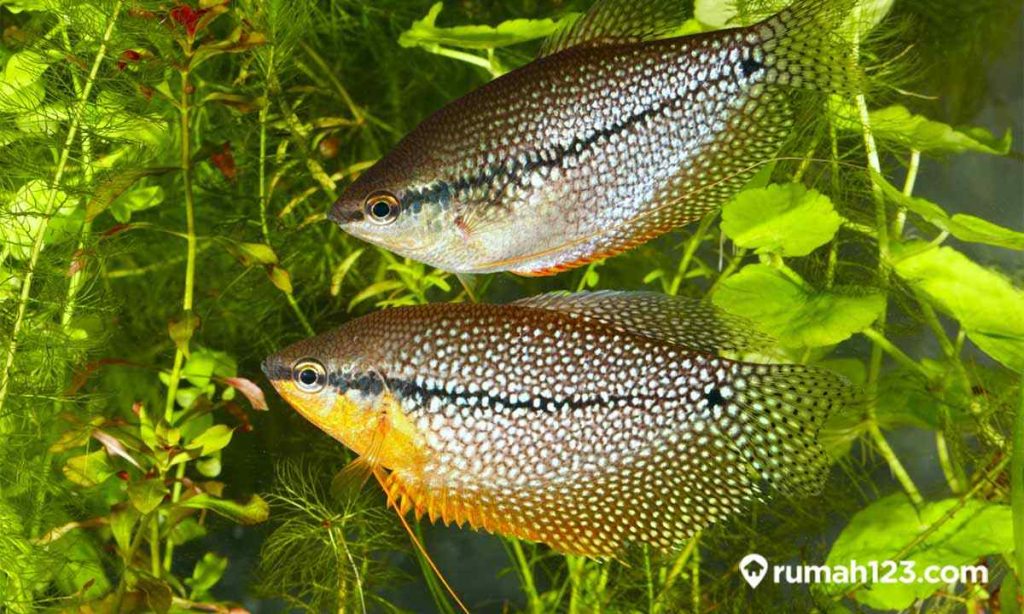 3 Jenis Makanan Ikan Sepat yang Bergizi dan Menyehatkan. Wajib Tahu!