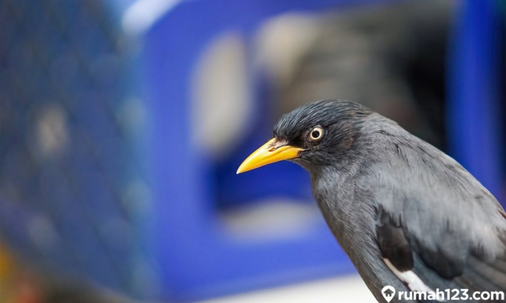 Mengenal Jalak Kebo, Harga, Kelebihan, dan Cara Merawatnya di Rumah