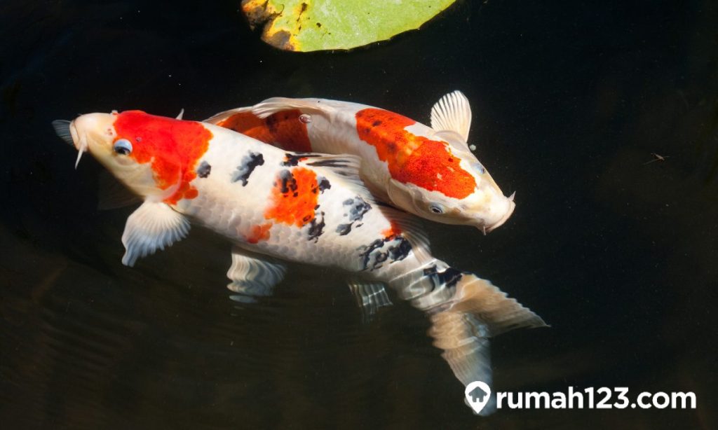 7 Jenis Ikan Koi Lokal Terpopuler di Kalangan Pencinta Ikan Hias
