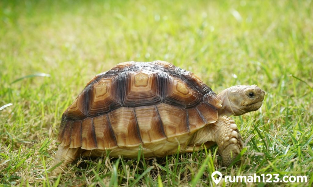 Fakta dan Harga Kura Kura Sulcata Terbaru 2023