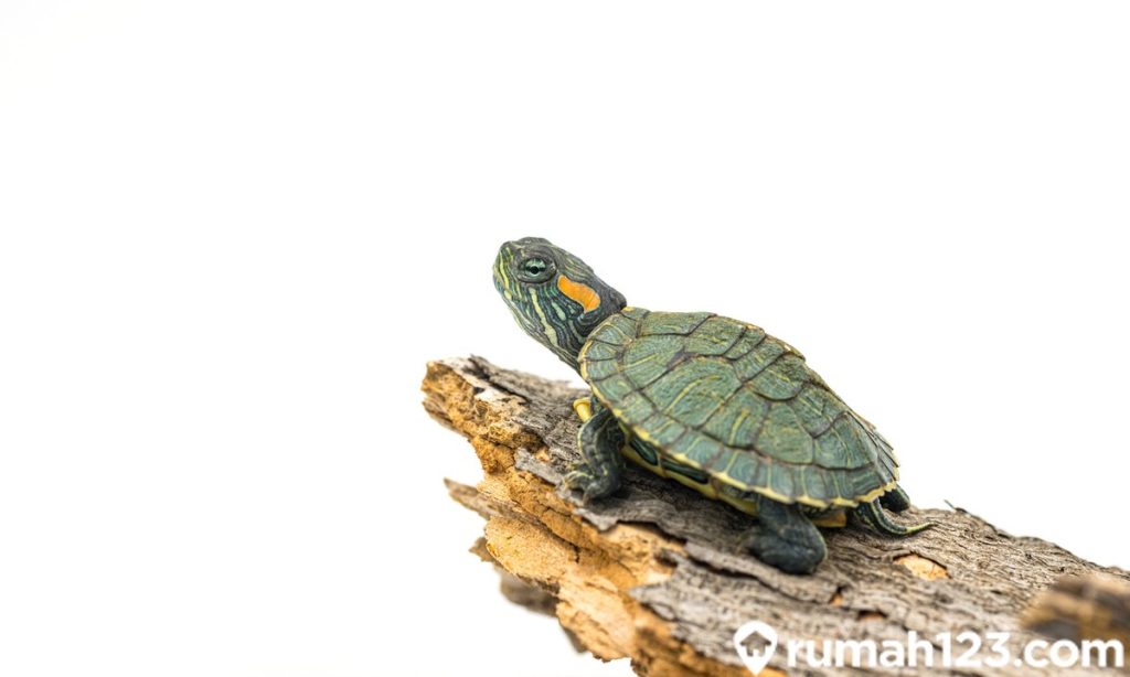 7 Cara Merawat Kura-Kura Brazil bagi Pemula. Mudah dan Antiribet!