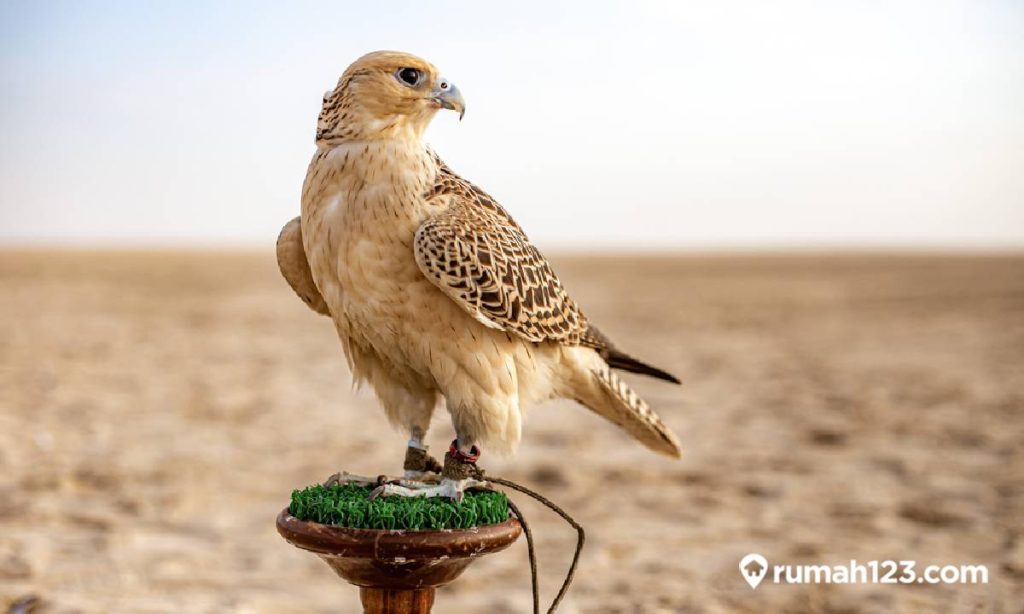 Mengenal Makanan Burung Alap Alap dari Daging hingga Serangga!