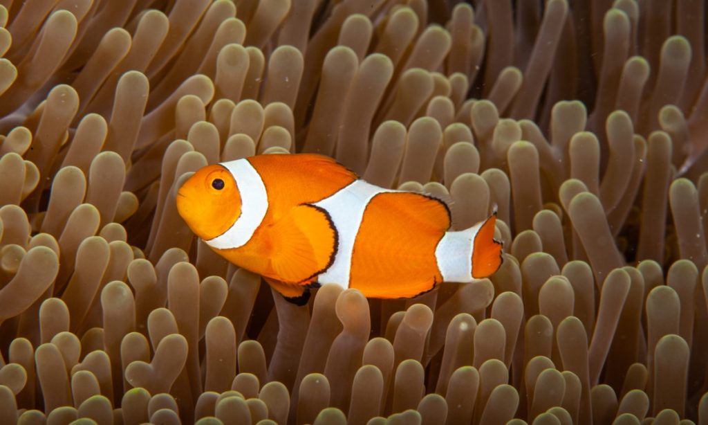 6 Makanan Ikan Nemo Air Laut dan Air Tawar agar Cepat Besar