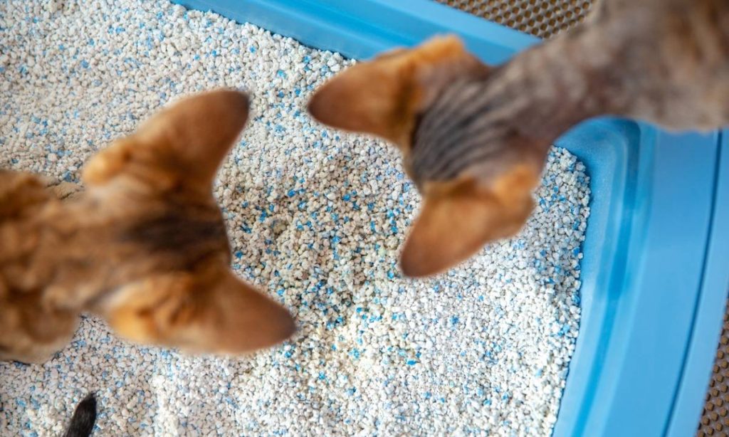 5 Rekomendasi Pasir Kucing Wangi dengan Ragam Aroma